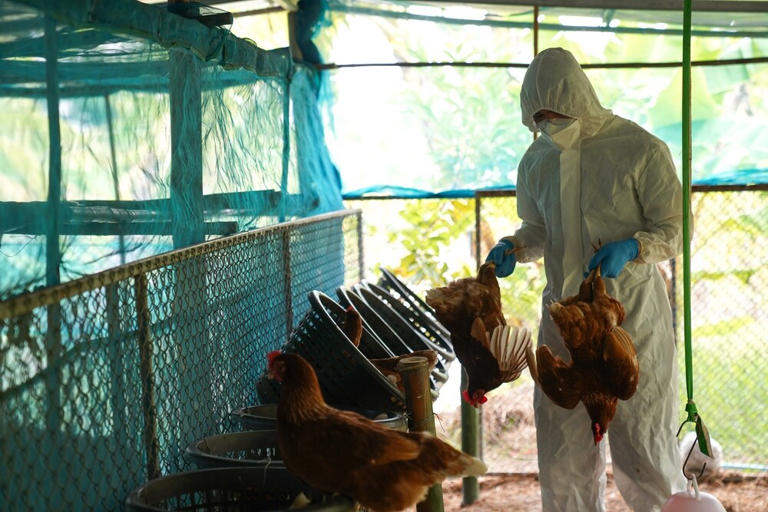 Bird Flu 101: Decoding Transmission, Symptoms and Prevention Against ...