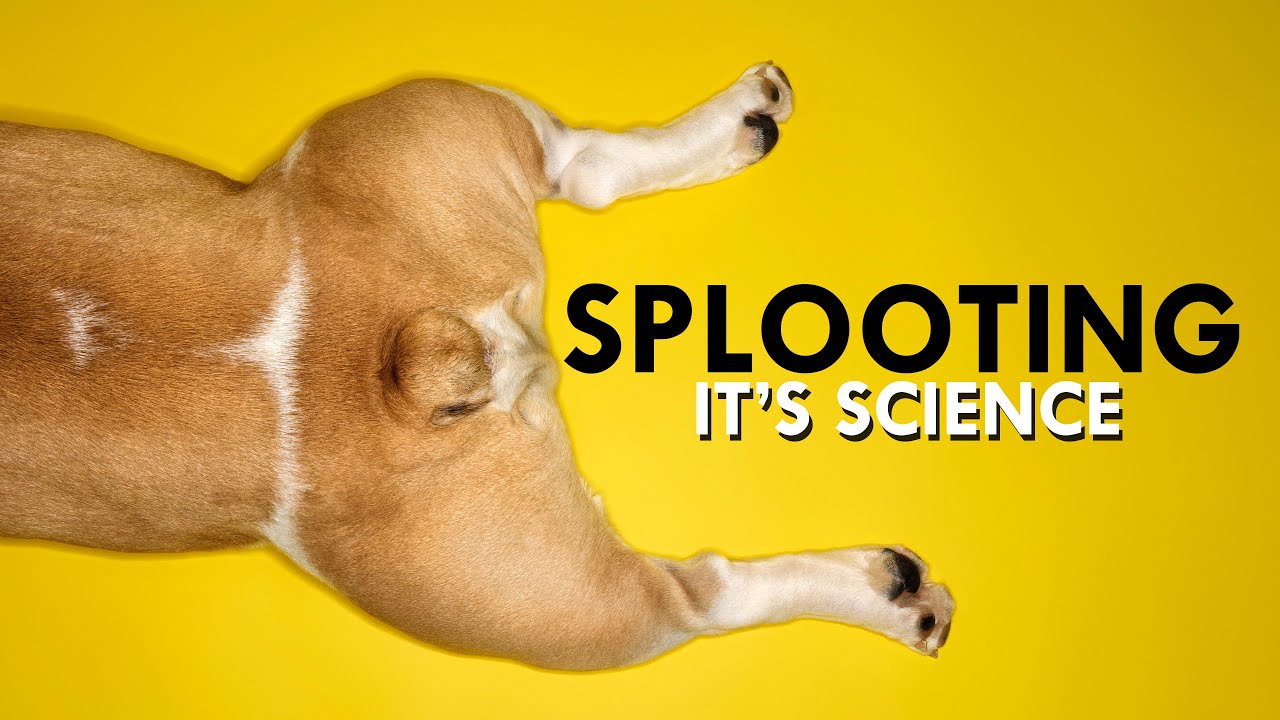 Why Do Pets Sploot? The Cool Science Behind It