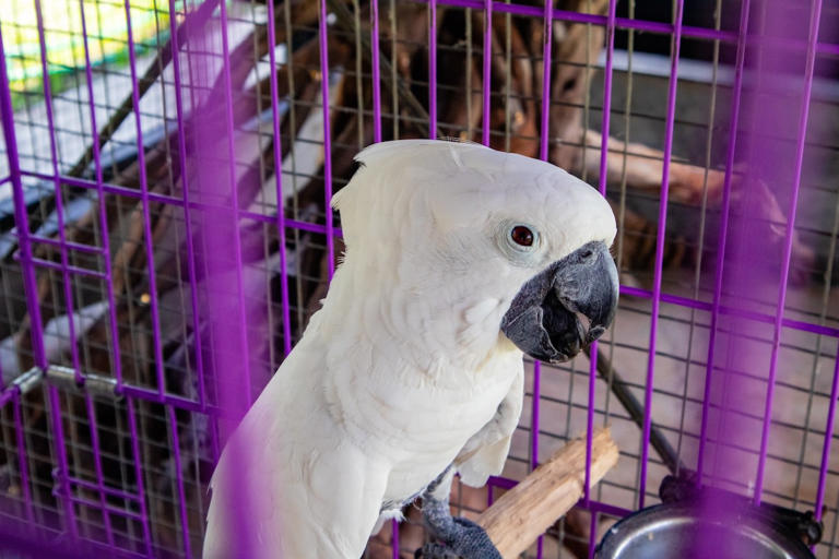 Cockatoo Complaining About Having a Bath Is a True Wet Bandit