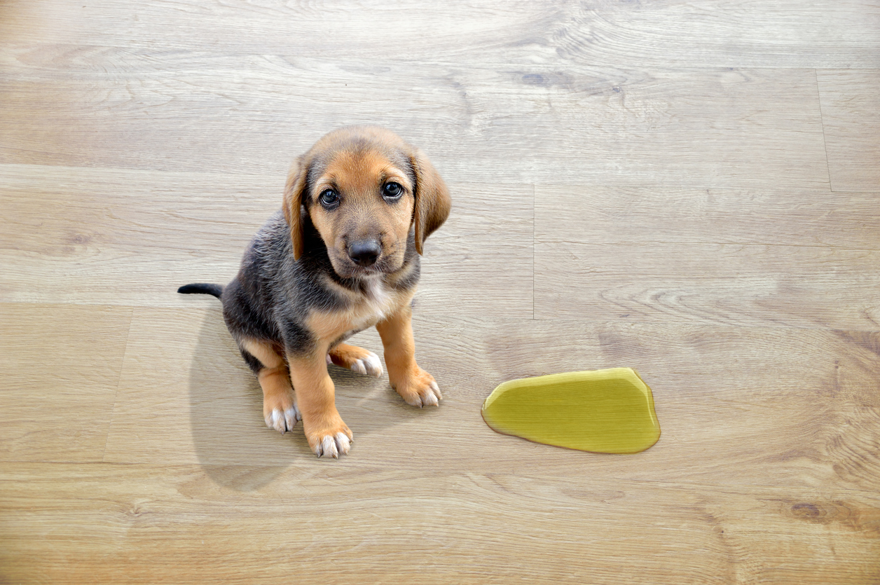 8 dicas para acabar definitivamente com o cheiro de xixi do cachorro em ...