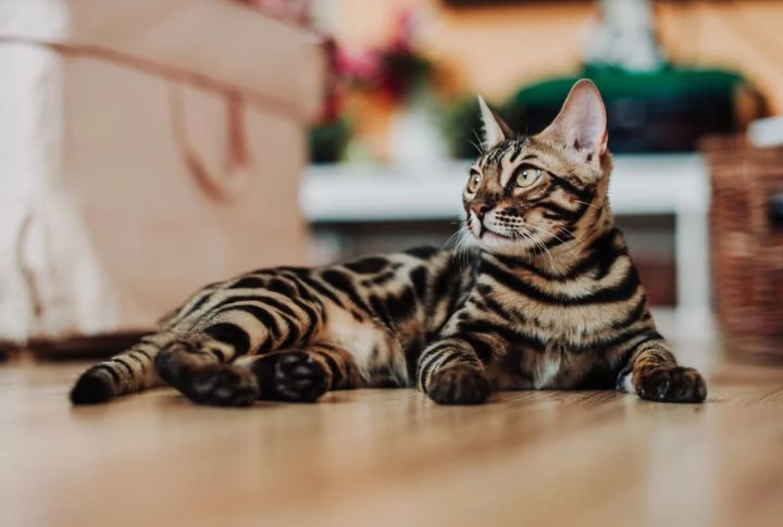 10 Reasons Bengal Cats Are Anything But Ordinary
