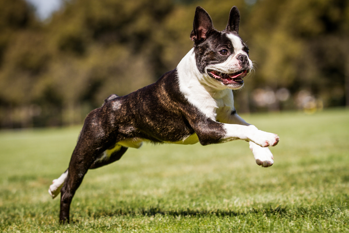 Boston Terrier’s Wild Leash Zoomies Make Her Look Like a Tiny Tornado ...