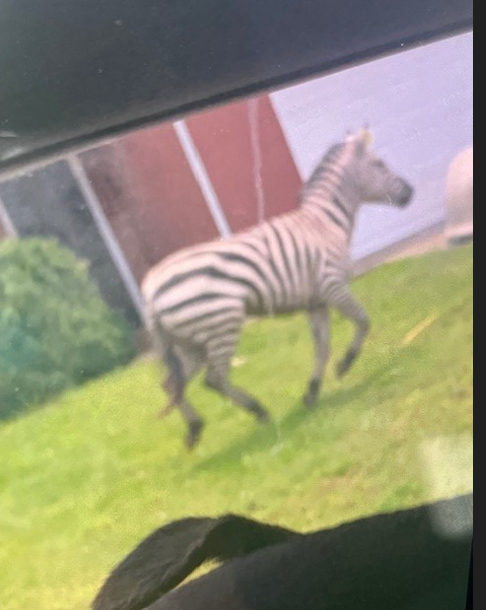 Rutherford Co. zebra update: Nashville Zoo spokesperson warns 'stay ...