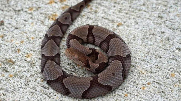 Read these 7 stories about copperhead snakes in North Carolina