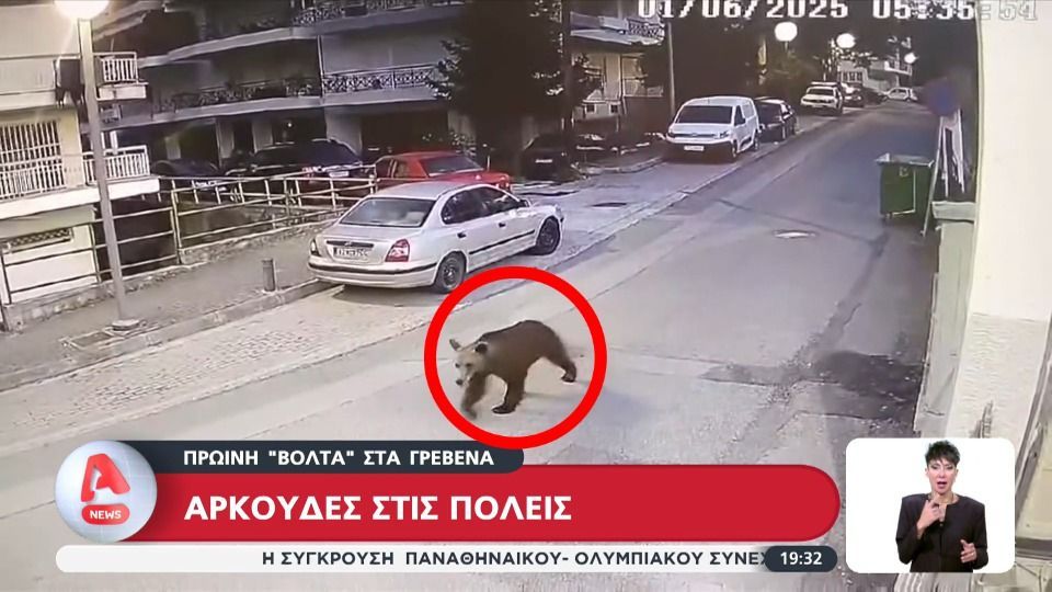 Γρεβενά: Πρωινή ''βόλτα'' αρκούδας στην πόλη