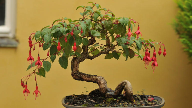 13 Common Shrubs That Can Actually Become Stunning Bonsai Trees