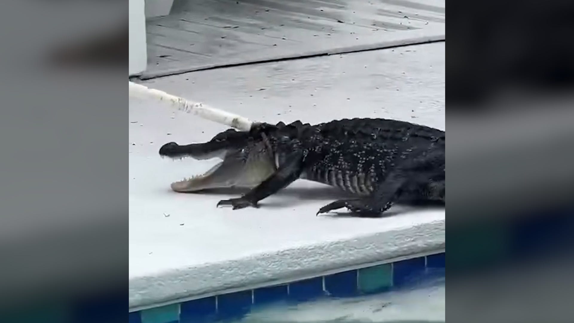 Alligator found in Florida backyard pool: Watch the moment it was captured