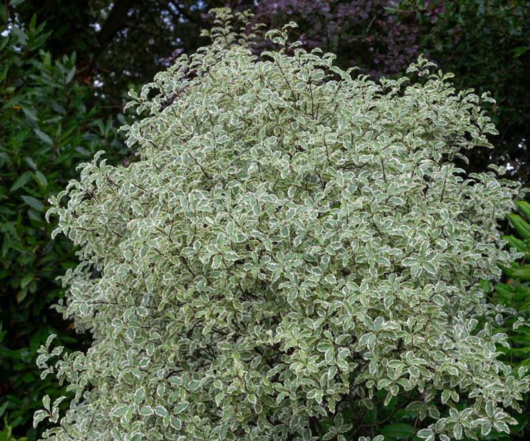 Best trees for sandy soil – arborists and horticultural experts ...