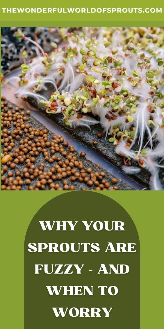 Why Your Sprouts Are Fuzzy — And When to Worry