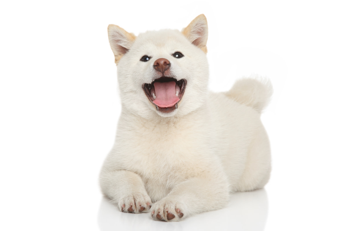 Overdramatic Shiba Inu Cries Like a Cat Whenever Anyone Dares To Touch ...