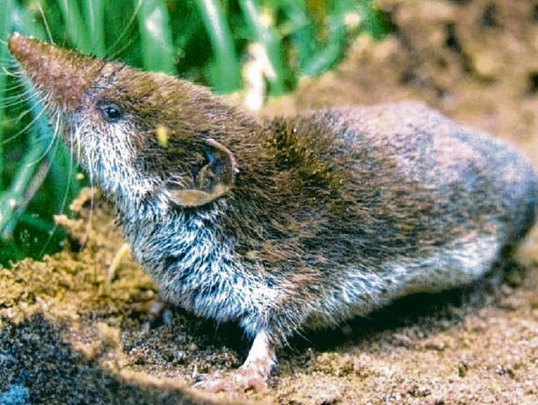Borna-Virus: Mann stirbt in Oberbayern – Durch Maus infiziert?
