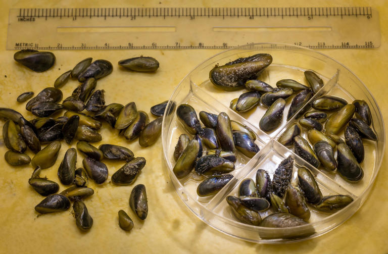 What are golden mussels? Lake Tahoe inspectors find invasive species on ...