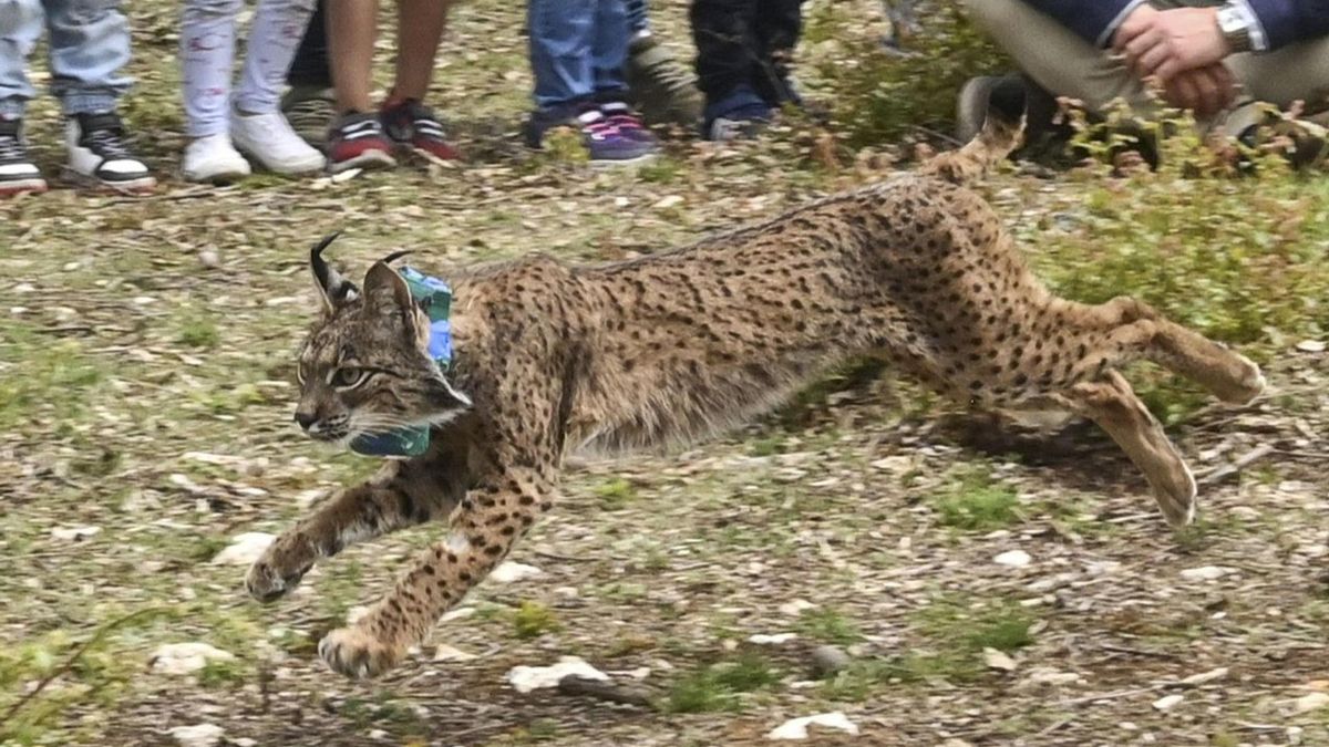 Venadillo, el primer lince translocado en la península ibérica de ...