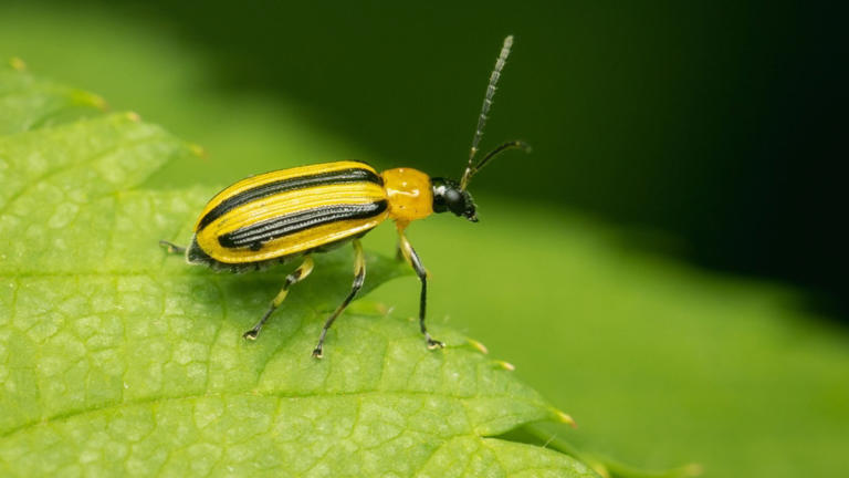 7 Cucumber Pests to Watch for This Season