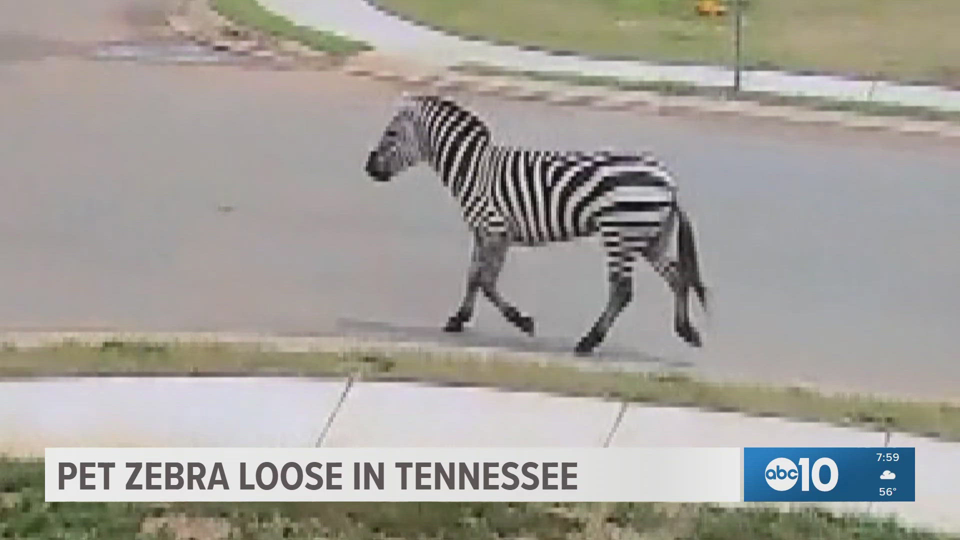 Pet zebra on the loose in Tennessee