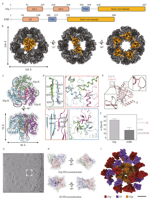 Cryo-EM/ET Reveals Dynamic Architecture of Key Metabolic Enzyme
