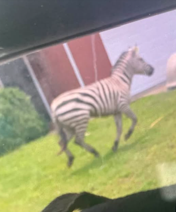 Pet zebra wreaks 'havoc' on Tennessee interstate after escape