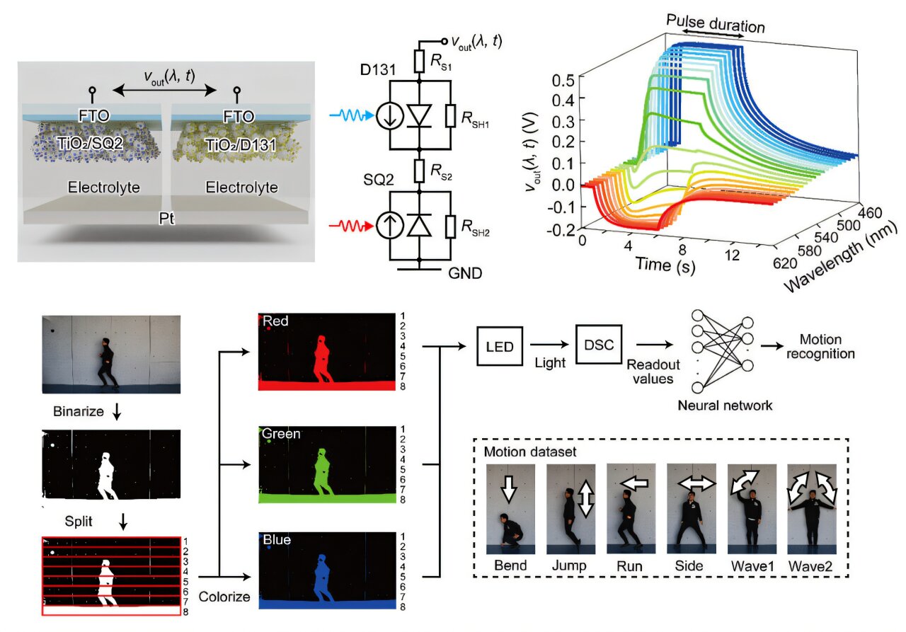 Self-powered artificial synapse mimics human color vision