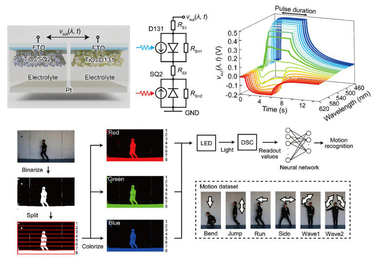 Self-powered artificial synapse mimics human color vision