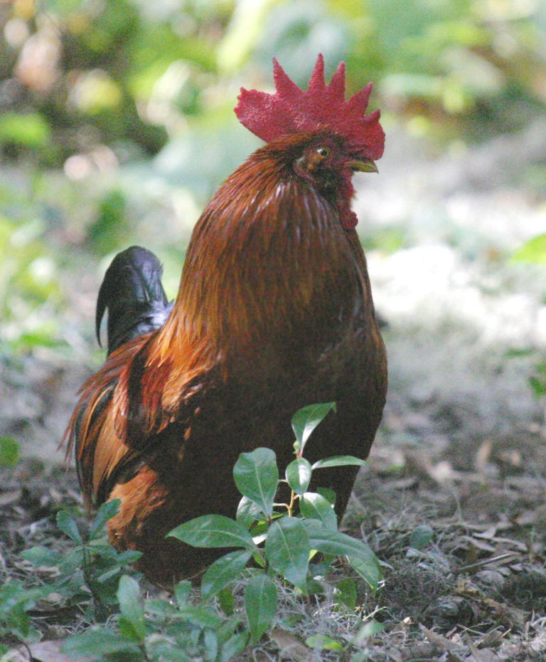 Is my neighbor allowed to have a rooster? What Rochester and ...