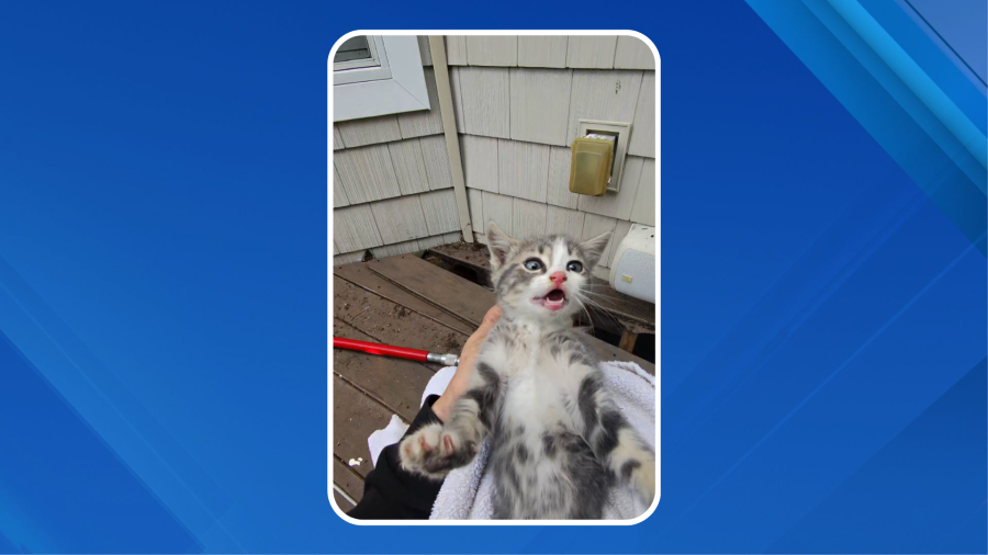 Kitten heard screaming in pipe rescued after 18 hours in New York