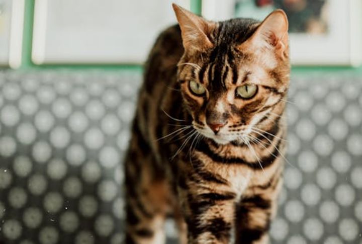 10 Reasons Bengal Cats Are Anything But Ordinary