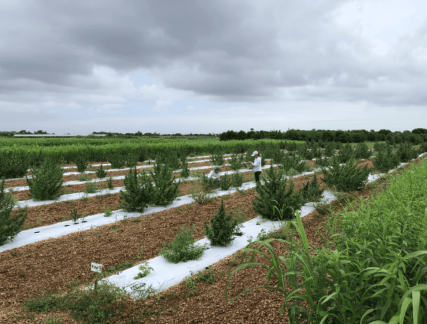 Florida Cracks Down On Hemp Products: Issues Final Warning Ahead Of ...