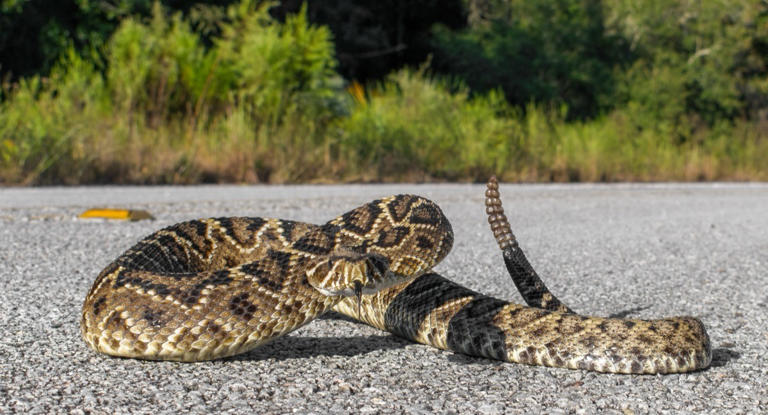 If You Smell This at Home, You May Have a Venomous Snake, Experts Say