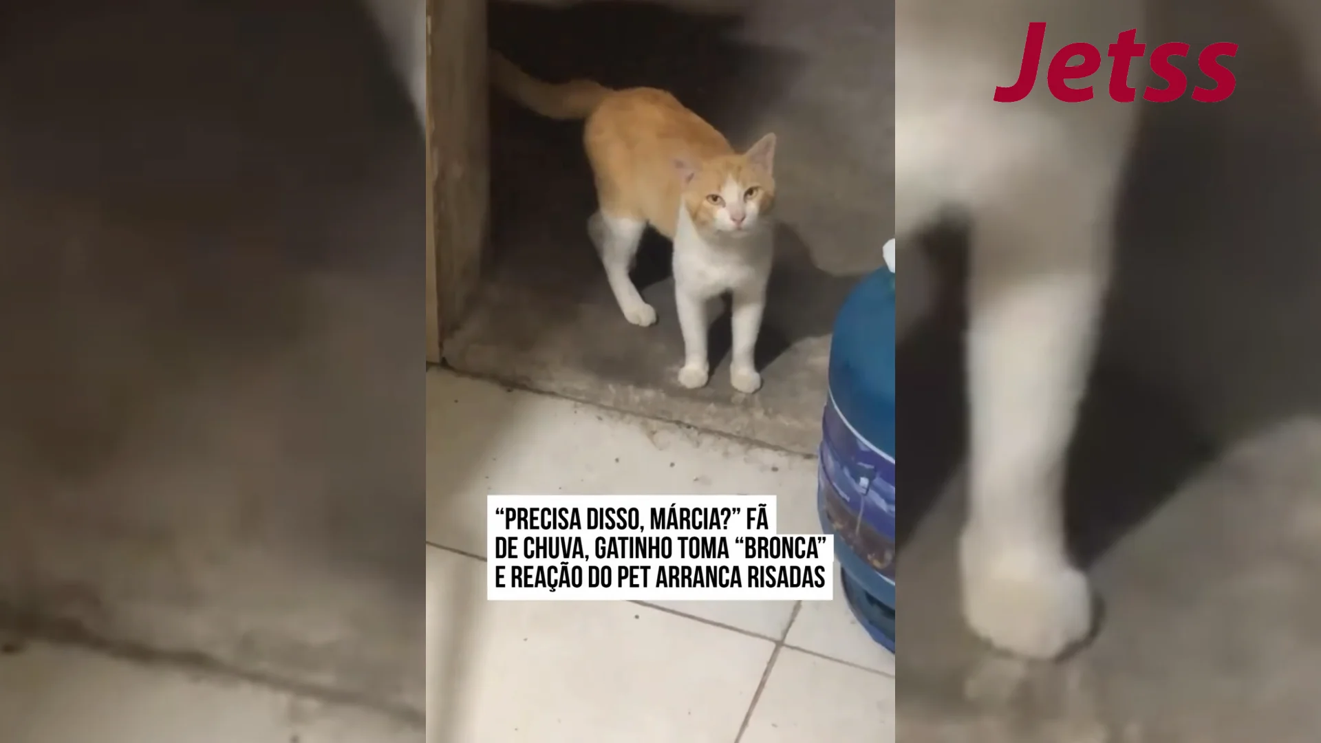 Gatinho leva 'bronca' após se molhar na chuva e vídeo viraliza