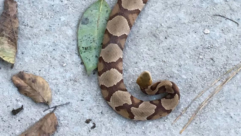 Read these 7 stories about copperhead snakes in North Carolina
