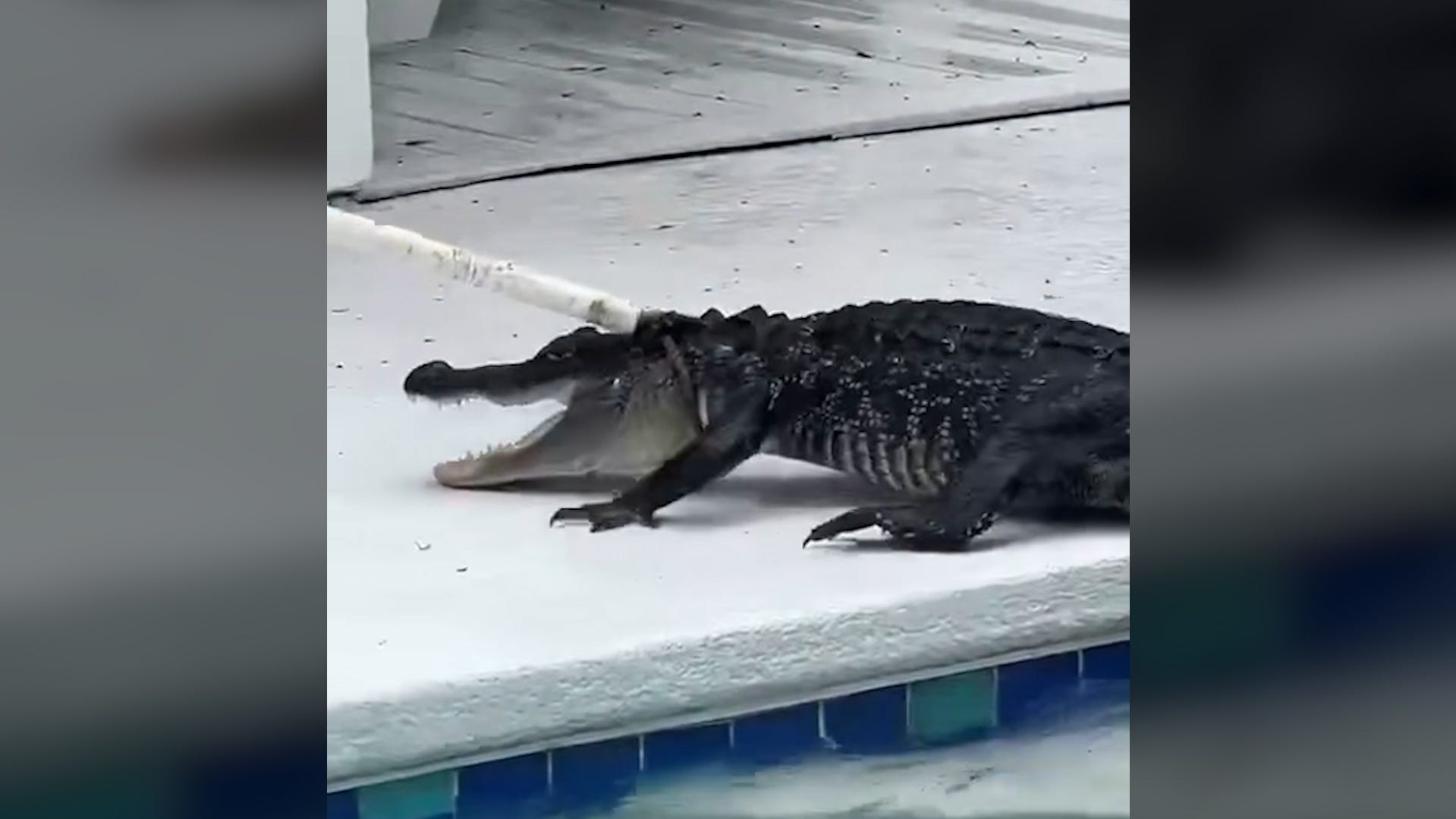 Alligator takes a break at neighborhood pool
