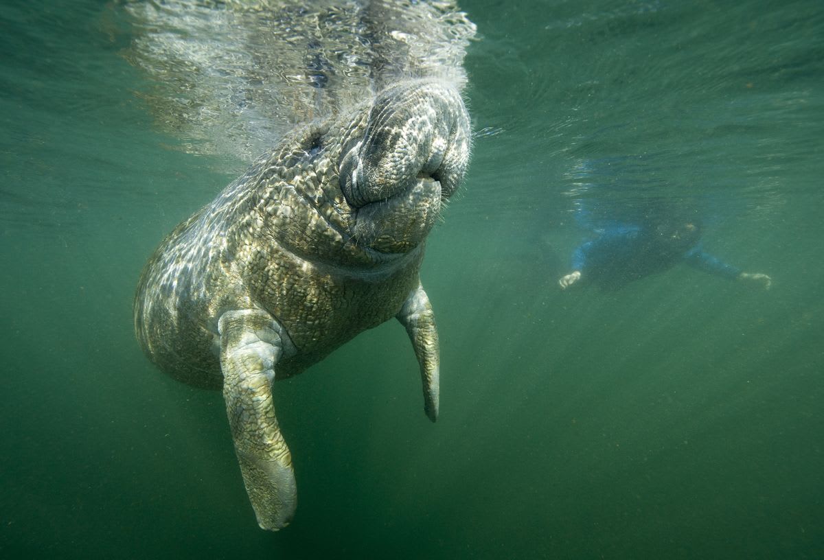 Over 700 Manatees Gather In Florida Park, The Largest Group Ever Seen There