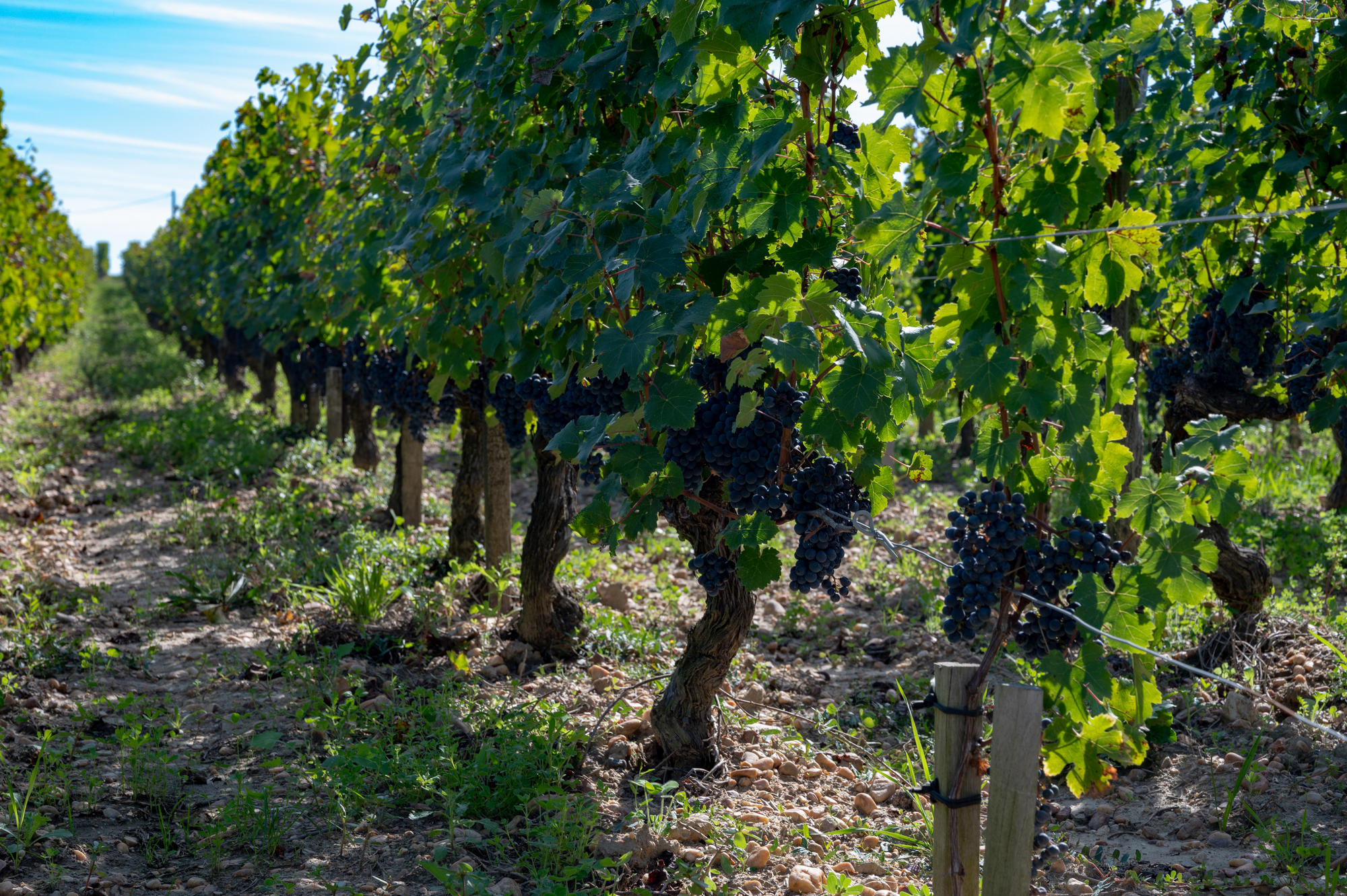 18 Best Wine Regions for Beginner Tasters