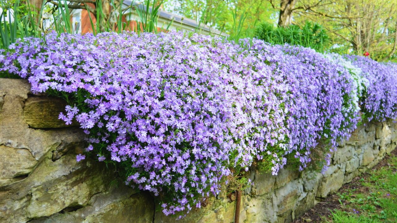 28 Flowering Ground Covers for a Pop of Color in the Garden