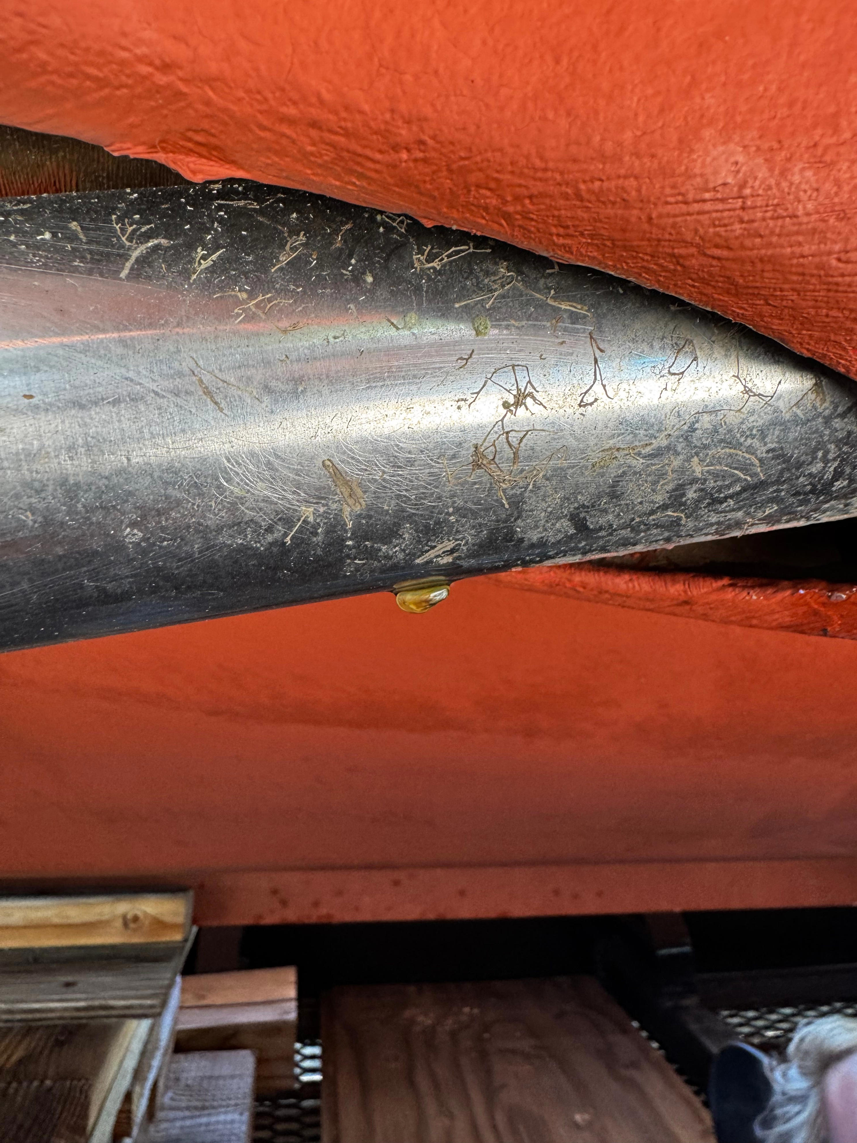 What are golden mussels? Lake Tahoe inspectors find invasive species on ...