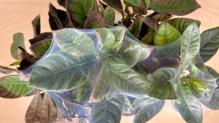 Get Rid Of Spider Mites With A Simple DIY Remedy That Actually Works