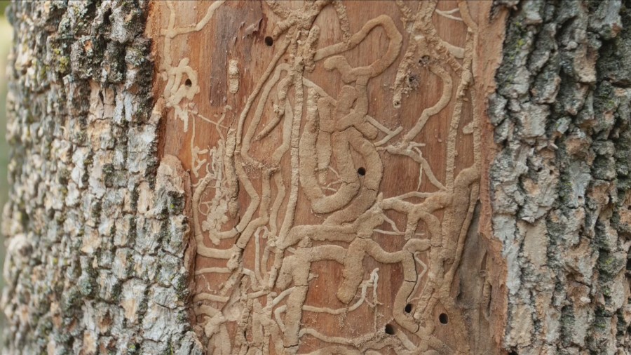Missouri ash tree owners face choice: Treatment or removal