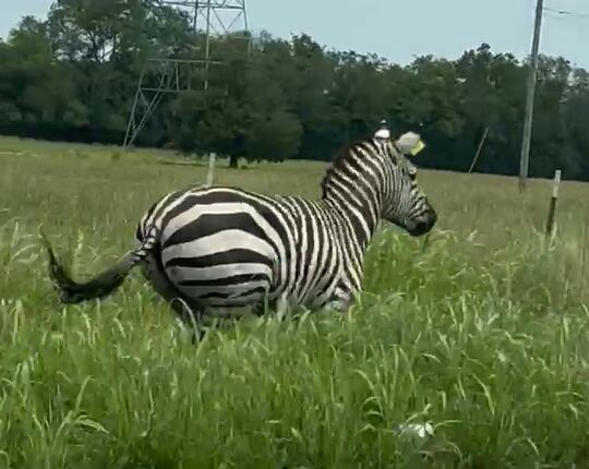 Search for escaped zebra continues after shutting down interstate