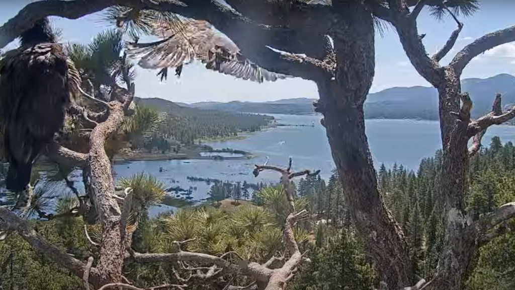 Big Bear eaglet takes flight from nest in California