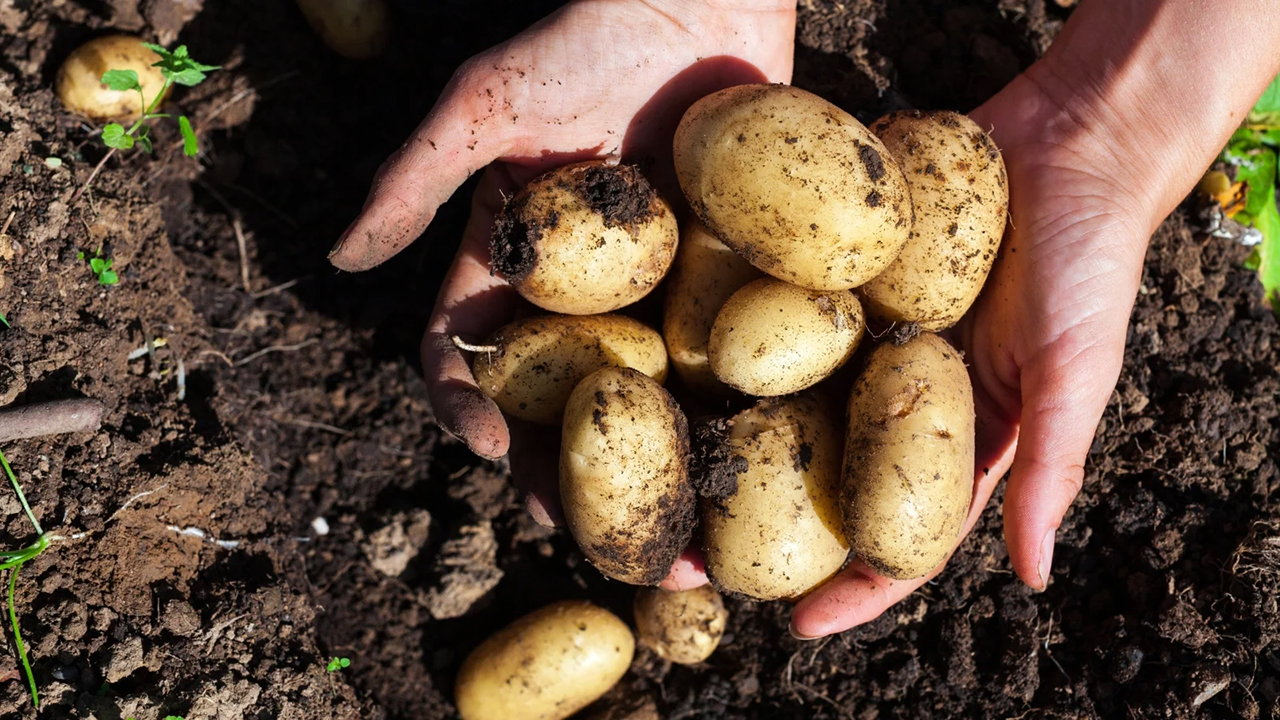 8 Expert Potato Growing Hacks That Can Triple Your Harvest