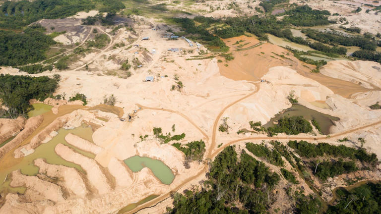 'It's like trying to grow a tree in an oven': Gold mining is sucking ...