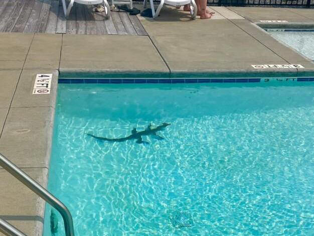 Alligator found in hotel pool at North Carolina coast: See pictures here
