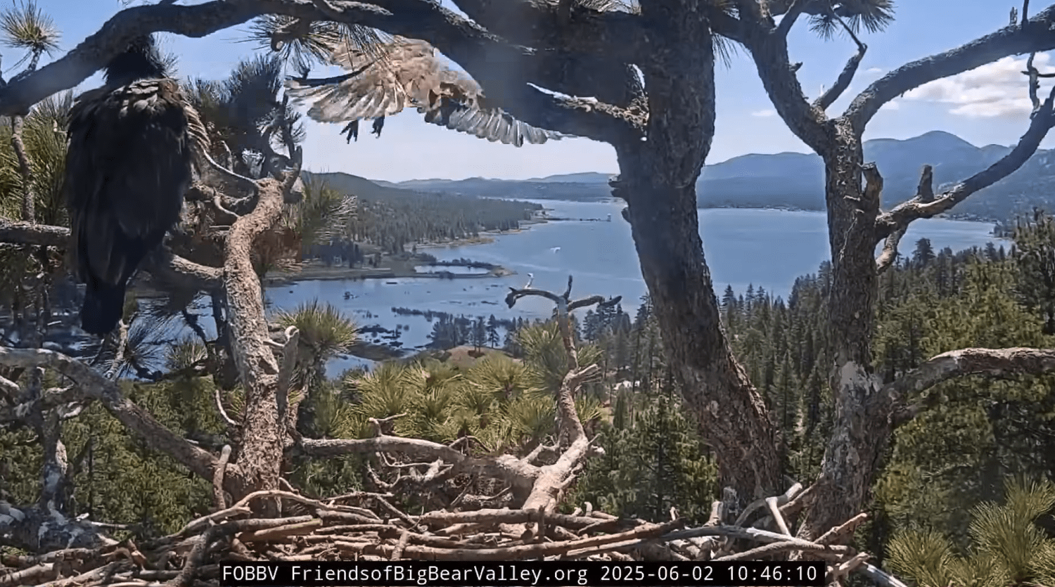 Sunny Takes Flight! First Big Bear Eaglet Leaves the Nest