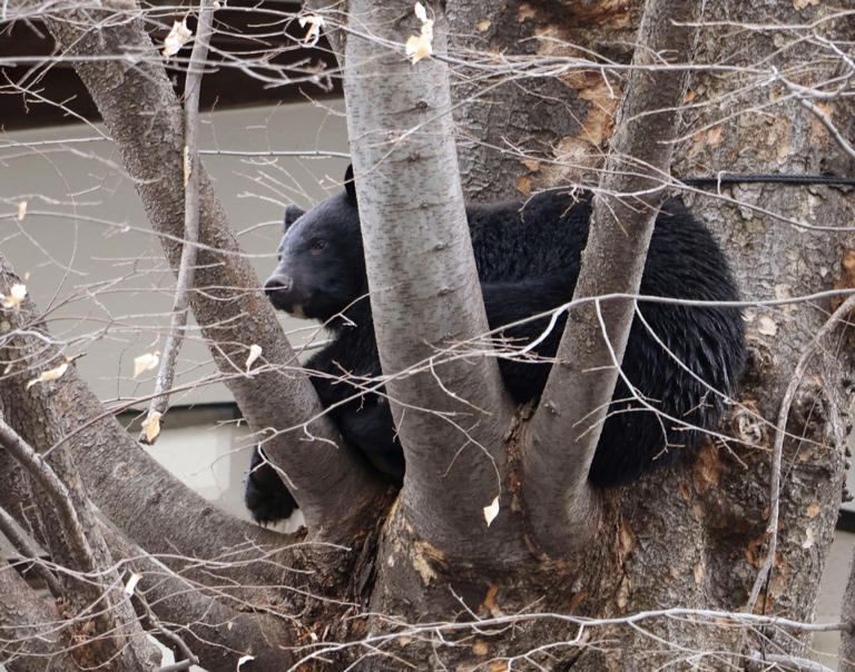 Wolves in Japan: could their reintroduction restore nature’s balance?