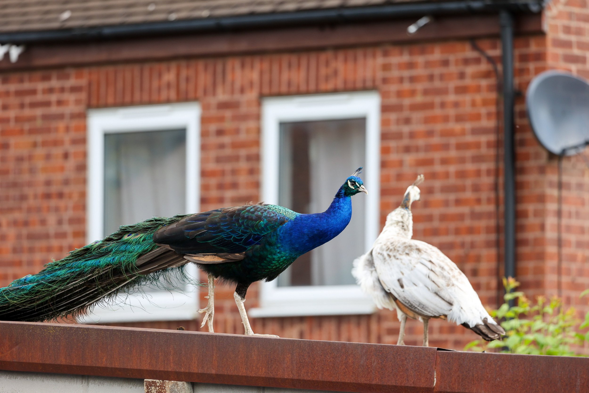 Rampaging flock of peacocks cause terror across Staffordshire village