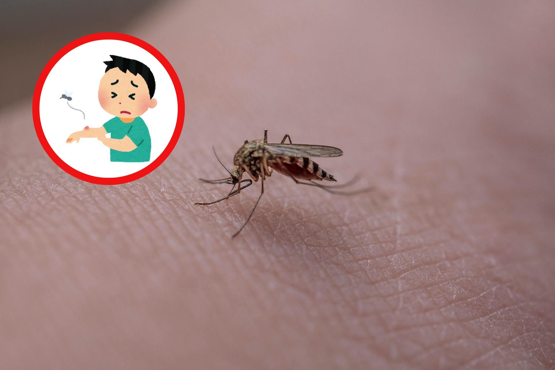 ¿Mosquitos o zancudos? Descubre la diferencia clave entre estos ...