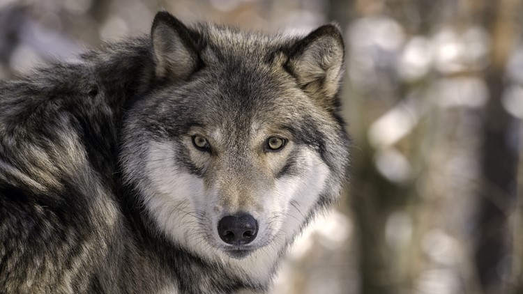 Investigation launched after wolf death in northwest Colorado