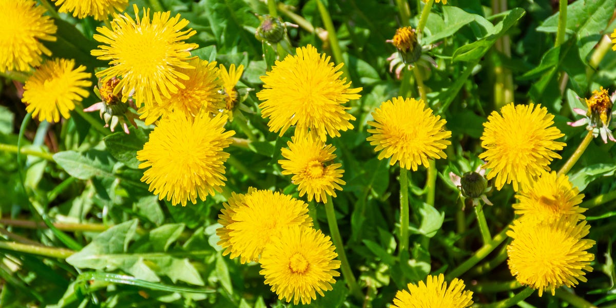 A gardening guide to dandelions – whether to grow, eat or get rid explained