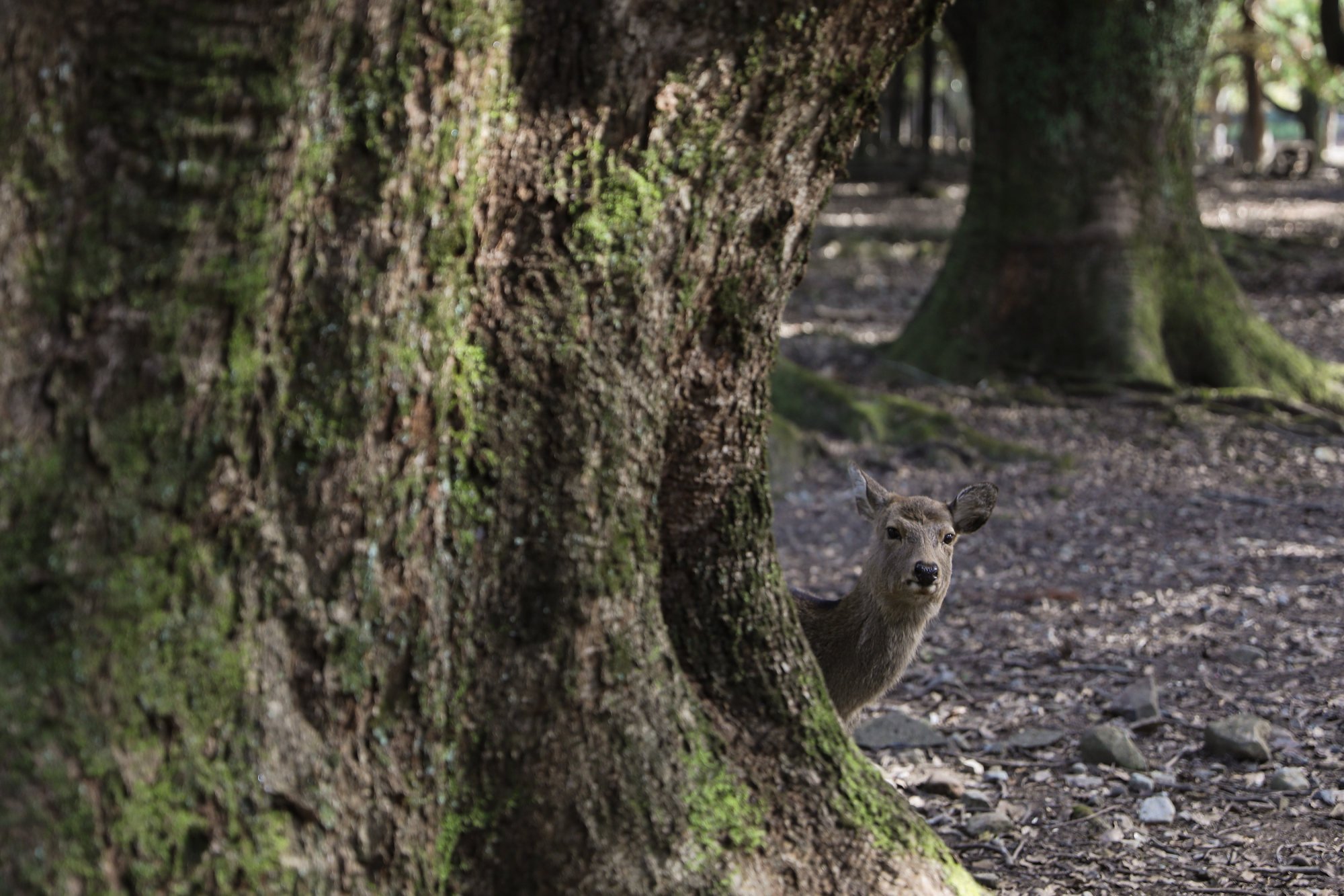 Wolves in Japan: could their reintroduction restore nature’s balance?