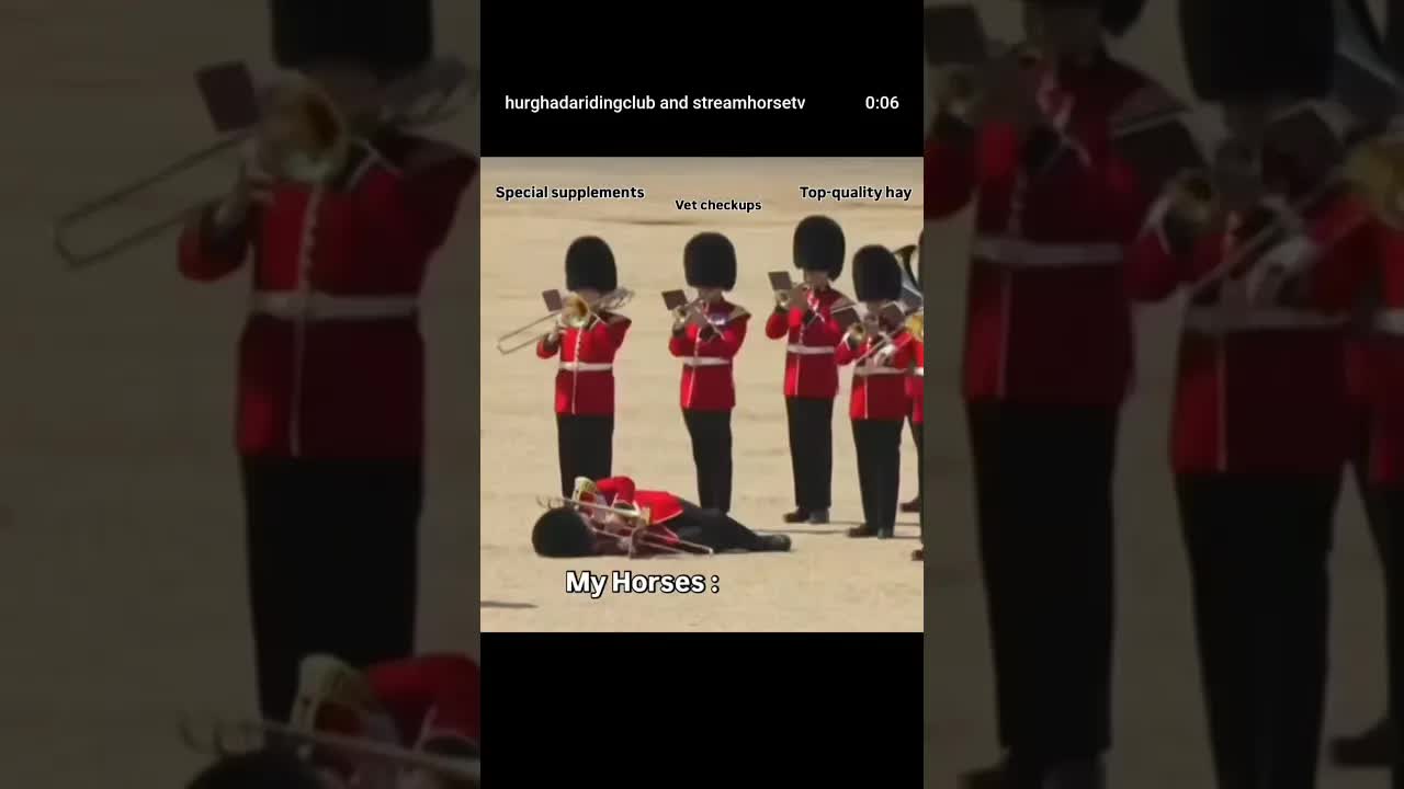 streamhorse: guard fainting meme: when horses are dramatic